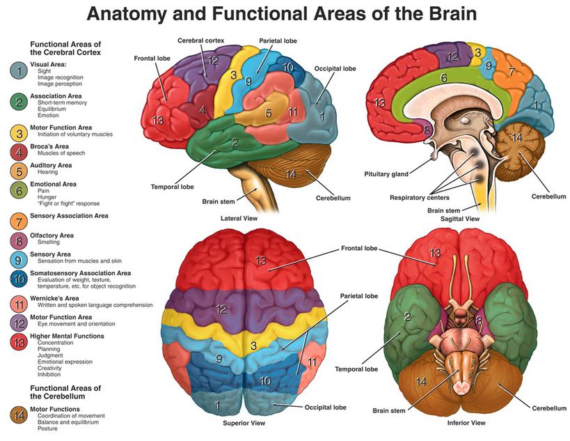 Brain Functions and mapping-Tutorial on Brain Computer interface ...